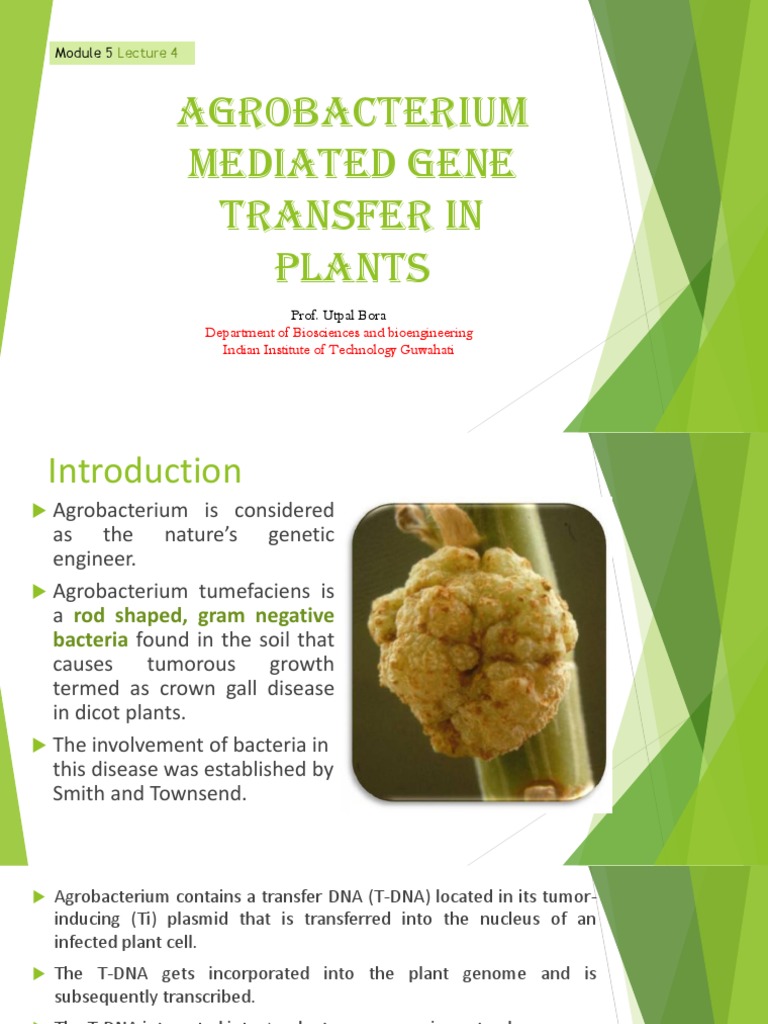 9 - Agrobacterium Mediated Transfer | PDF | Plasmid | Transformation (Genetics)