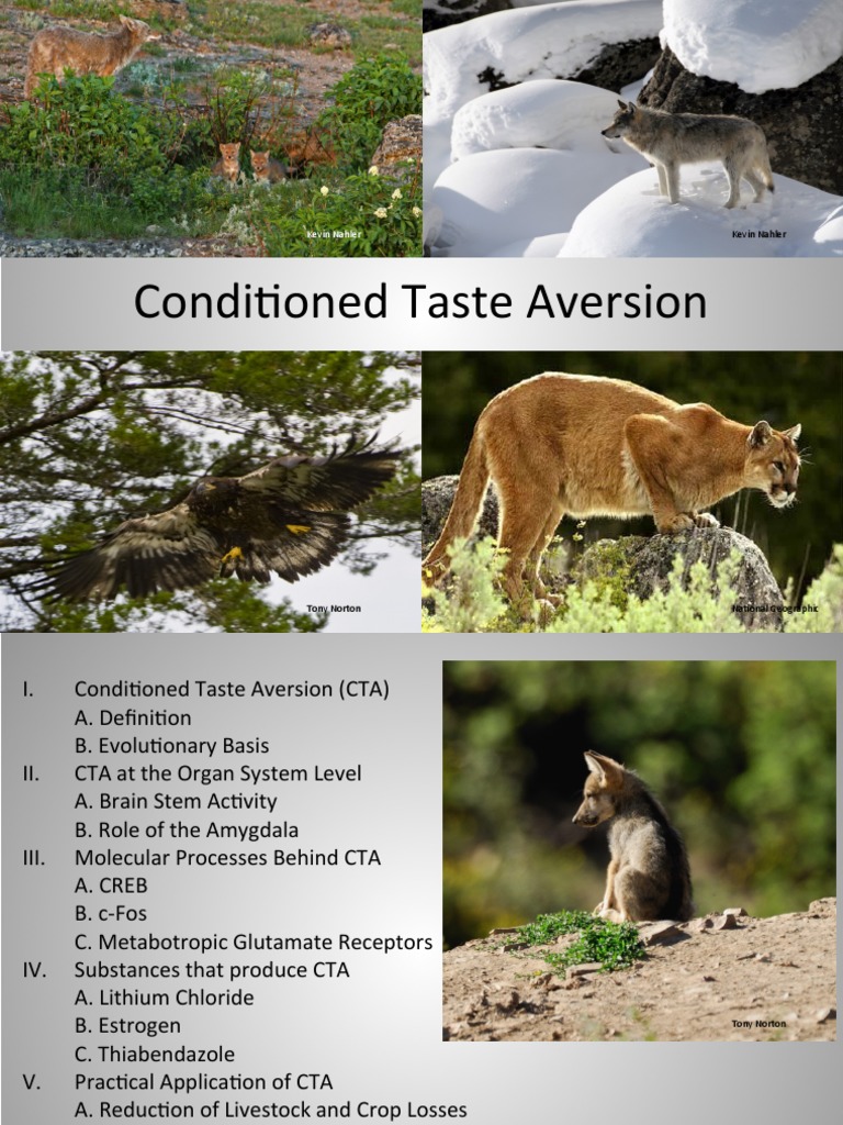 Conditioned Taste Aversion: Kevin Nahler | PDF | Memory | Taste