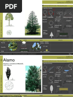 Ficha de Vegetacion | PDF | Arboles | Hoja