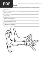 Label The Ear | PDF