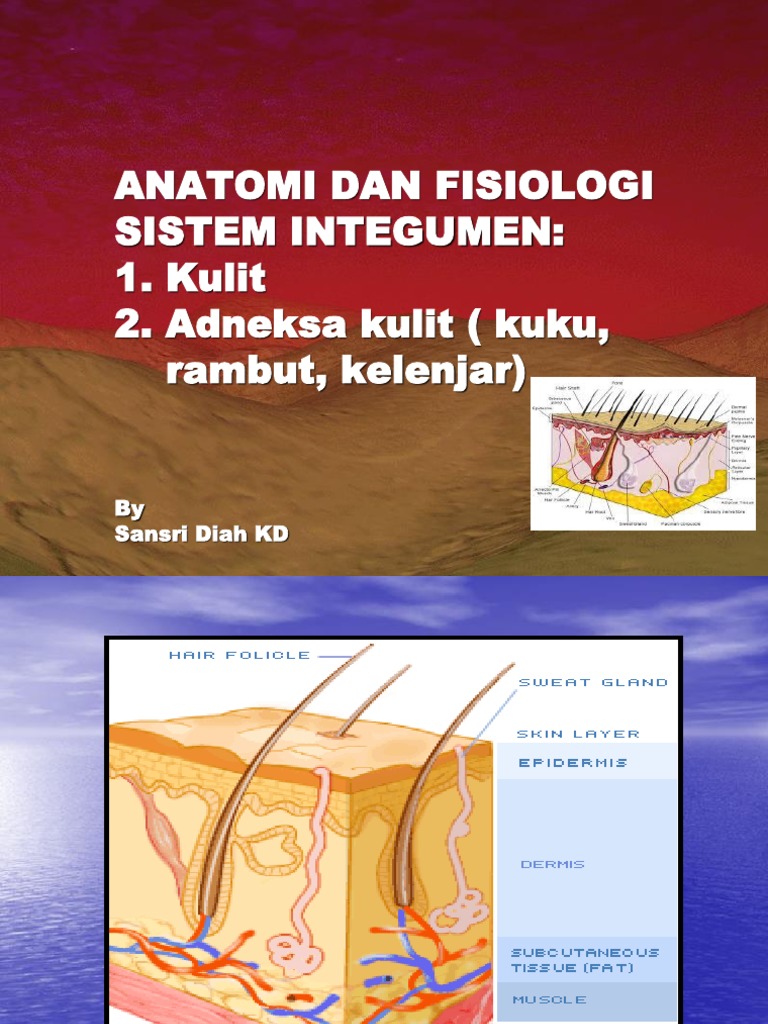 Anfis Kulit | PDF | Kesehatan Holistik