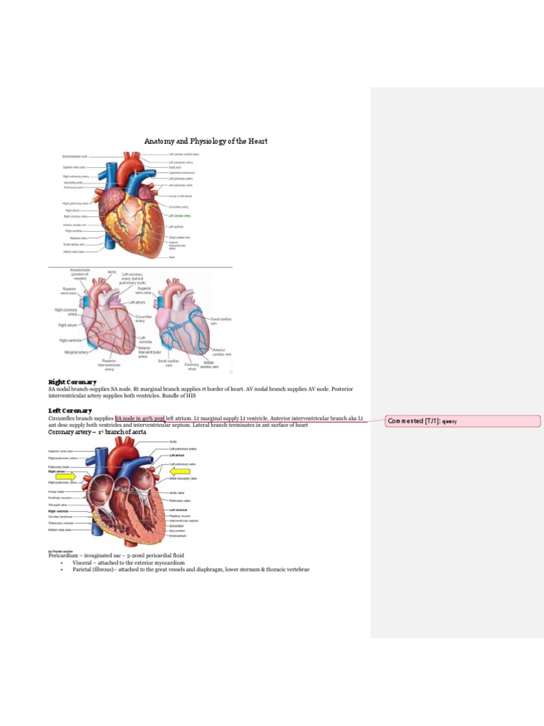 Cardiovascular System Study Sheet | PDF | Heart | Ventricle (Heart)