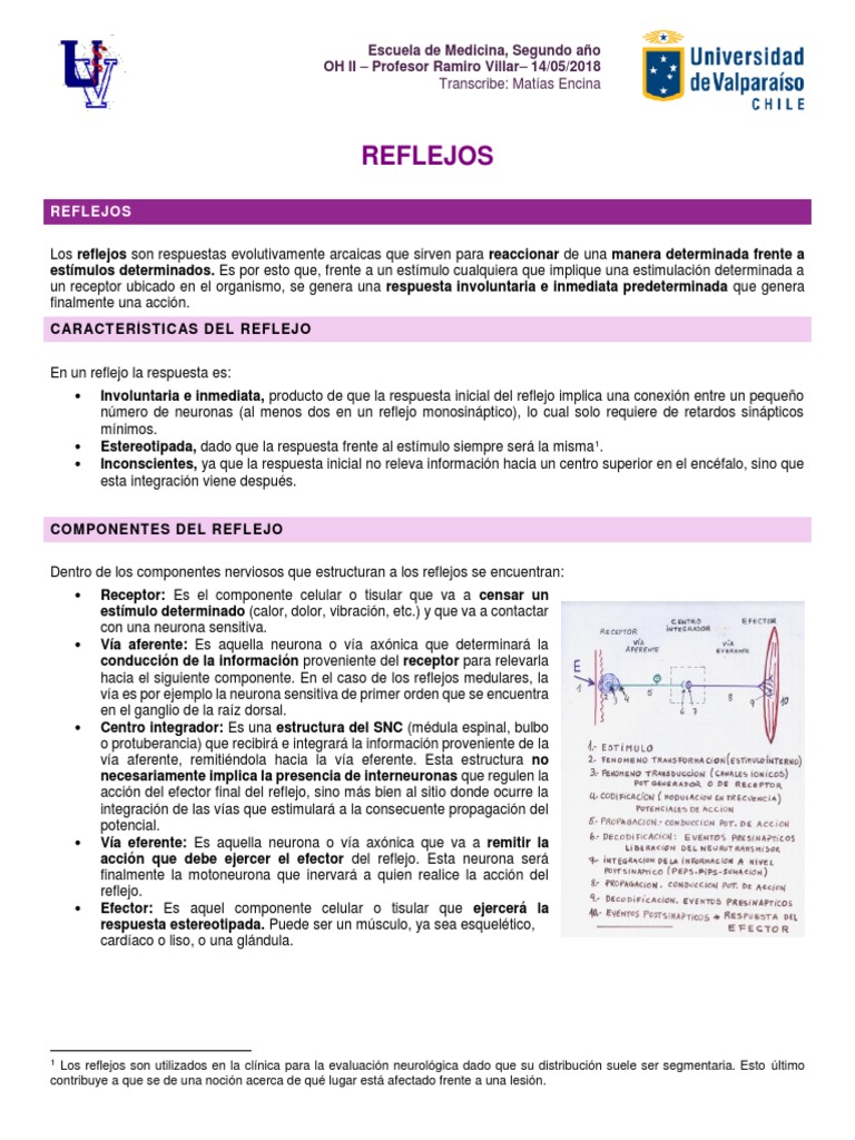 Características y Clasificación de Reflejos | PDF | Neurona | Neurona ...