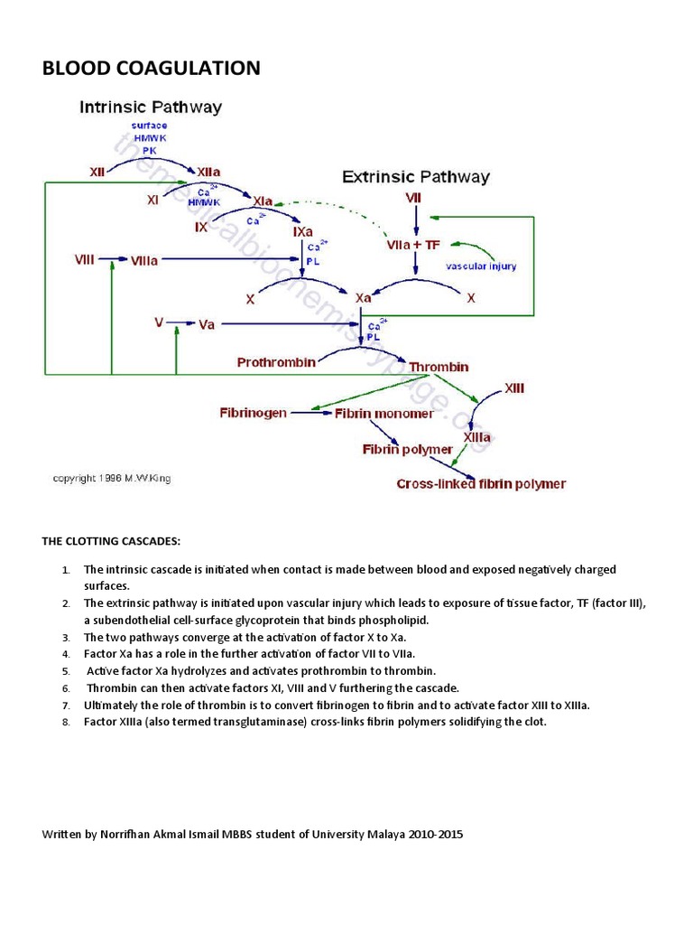 Blood Coagulation: The Clotting Cascades | PDF | Coagulation ...