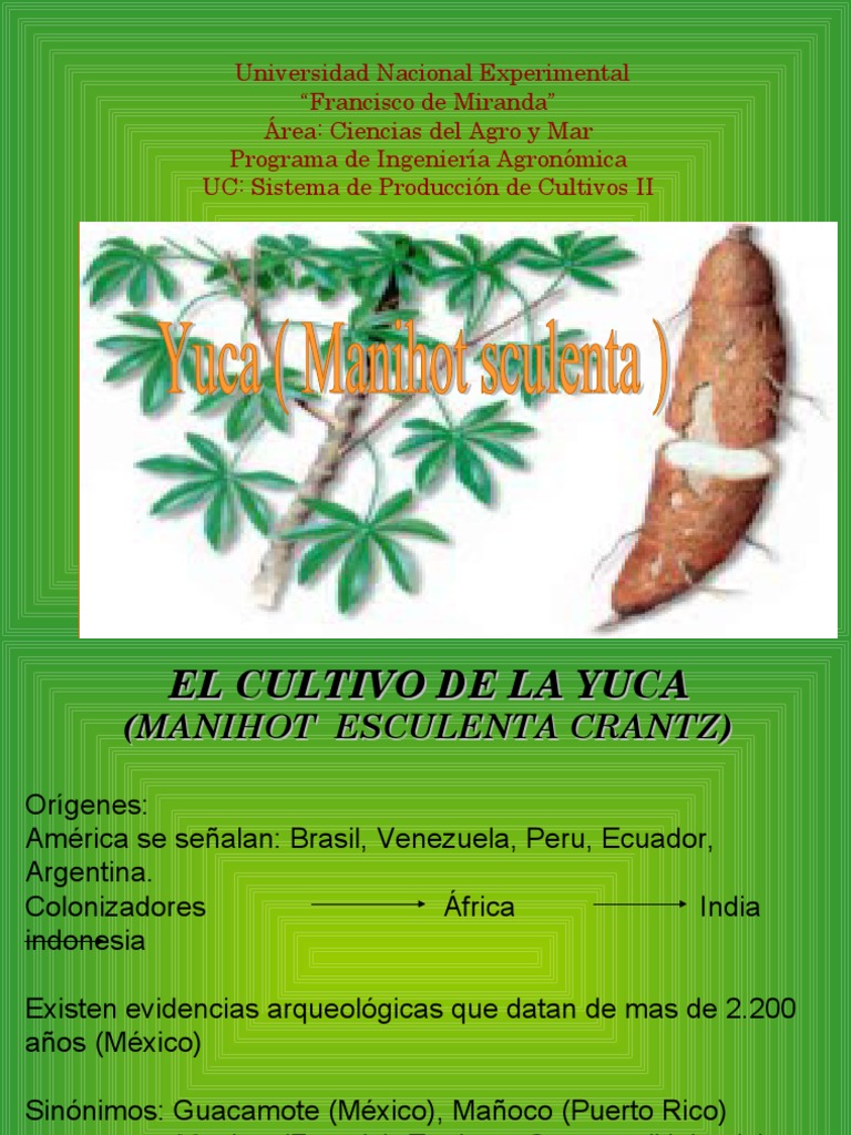 Cultivo Yuca | PDF | Hoja | Tallo de la planta
