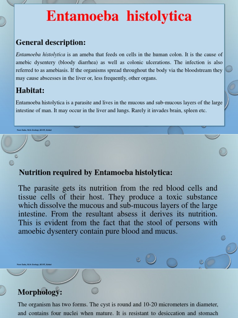 Entamoeba Histolytica: General Description | PDF | Epidemiology ...