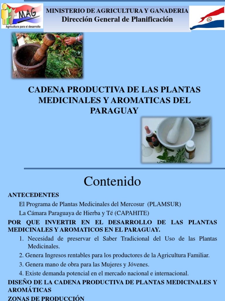 Cadena Productiva de Las Plantas Medicinales y Aromaticas Del Paraguay ...