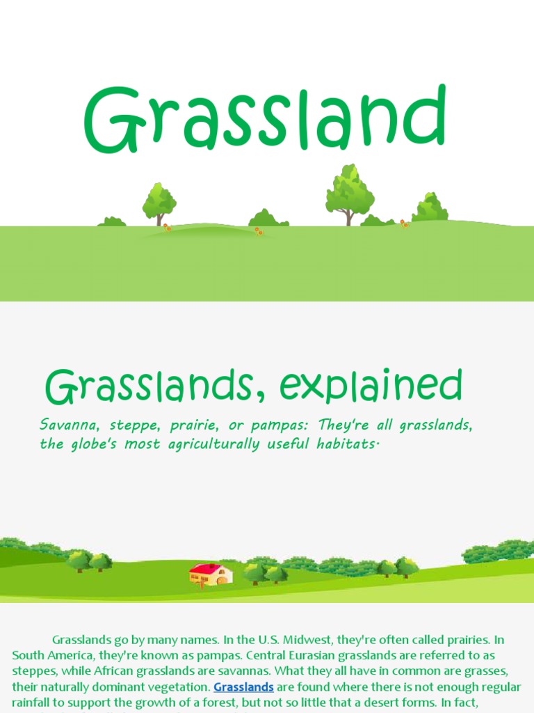 Understanding Grasslands: Habitats, Types, Plants, Animals and Top ...