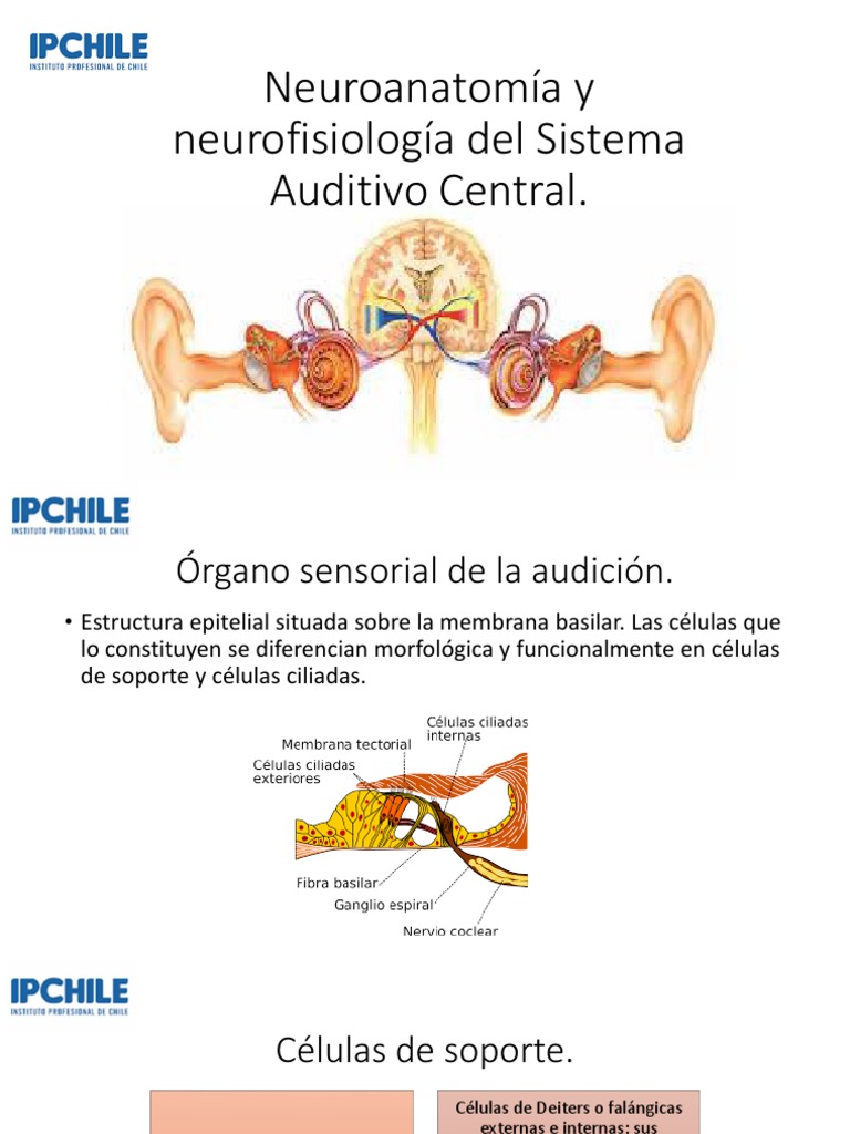 Neuroanatomía y Neurofisiología Del Sistema Auditivo Central | PDF ...
