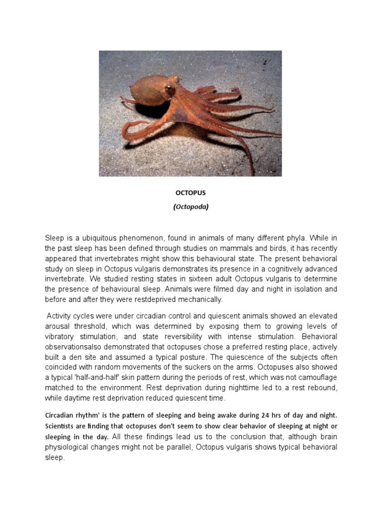 Octopus | PDF