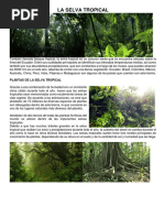 Biomas de Selvas Tropicales: Clima y Biodiversidad | PDF | Selva | Zona ...