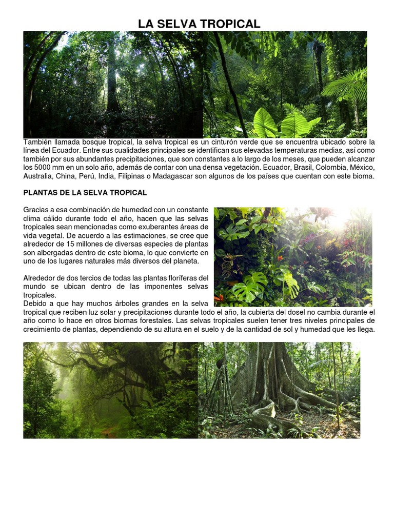 Hojas De Trabajo Sobre La Selva Tropical Selva Tropical Libro Para
