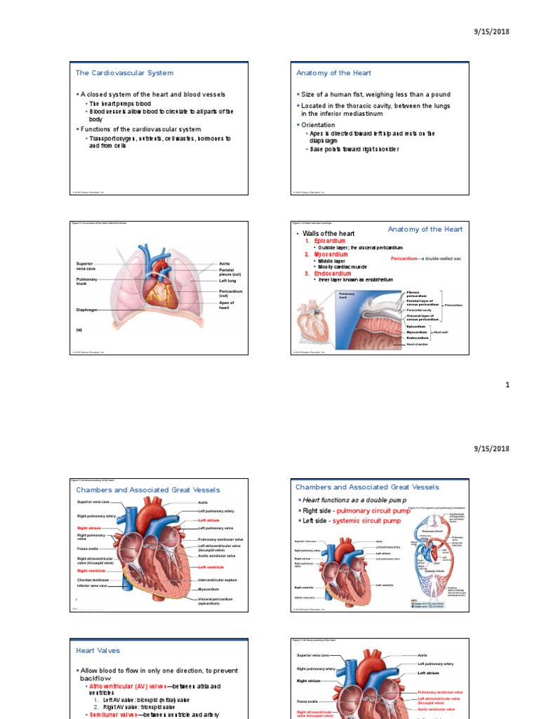 Cardiovascular Notes | PDF | Heart Valve | Atrium (Heart)