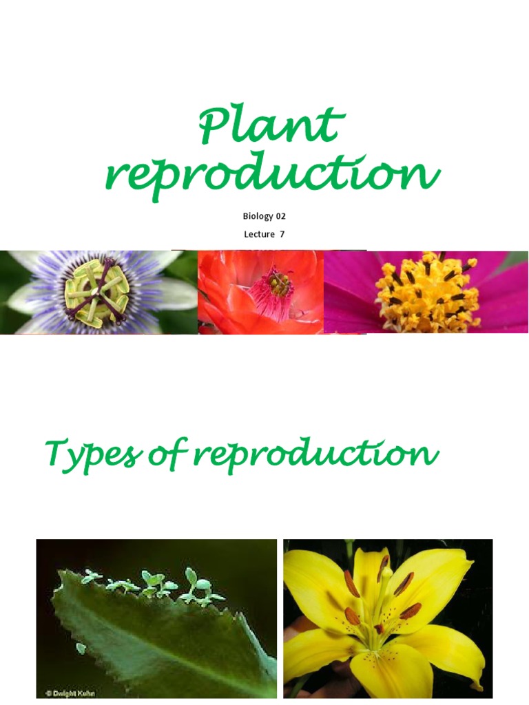 Lec7. Plant Reproduction | PDF | Fruit | Sexual Reproduction