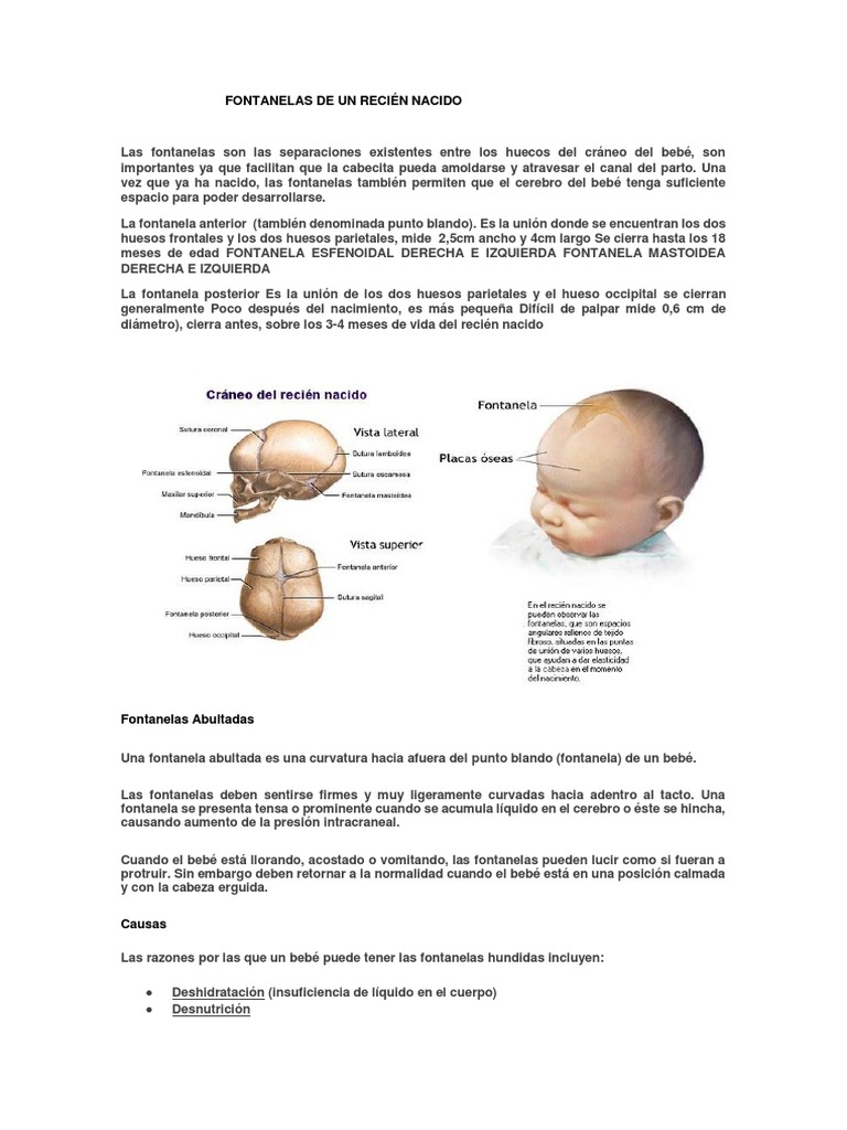 Fontanelas de Un Recién Nacido | PDF | Cráneo | Anatomía humana