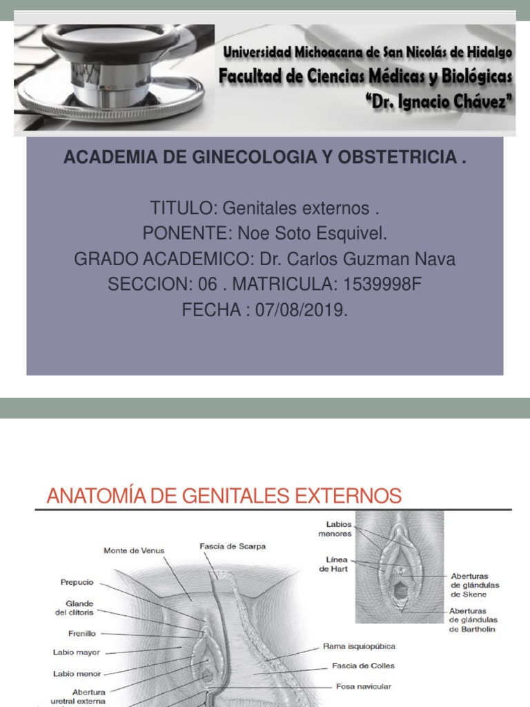 Genitales Externos Femeninos | PDF | Labios | Vagina