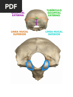 Anatomía y Fisiología Anorrectal | PDF | Recto | Sistema digestivo