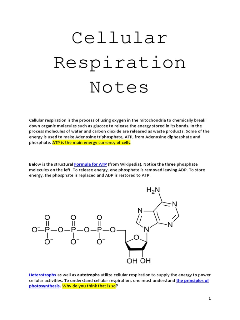 Cellular Respiration Notes | PDF | Cellular Respiration | Adenosine ...