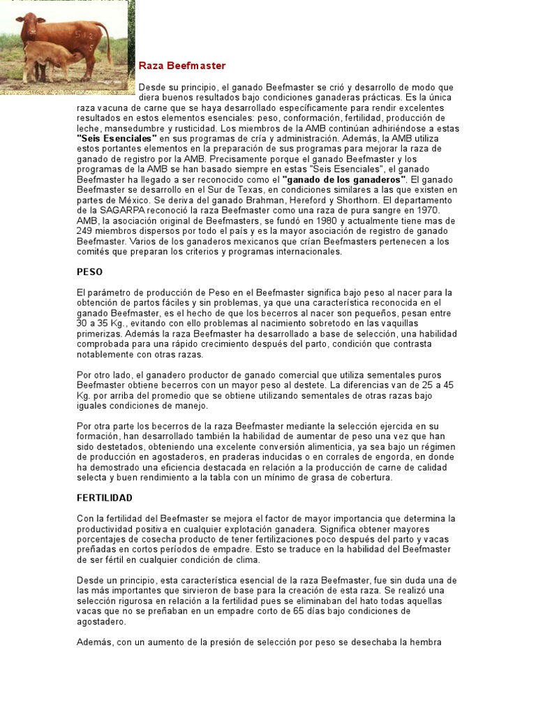 Raza Beefmaster | PDF | Vacas | Carne