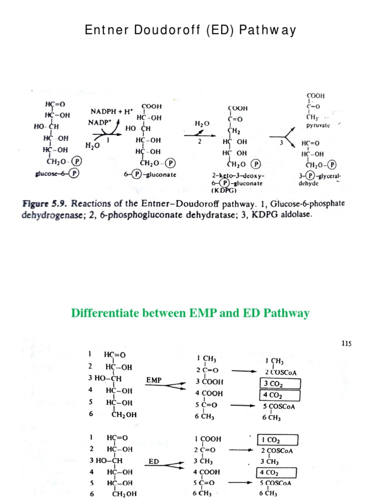 Entner Doudoroff (ED) Pathway | PDF