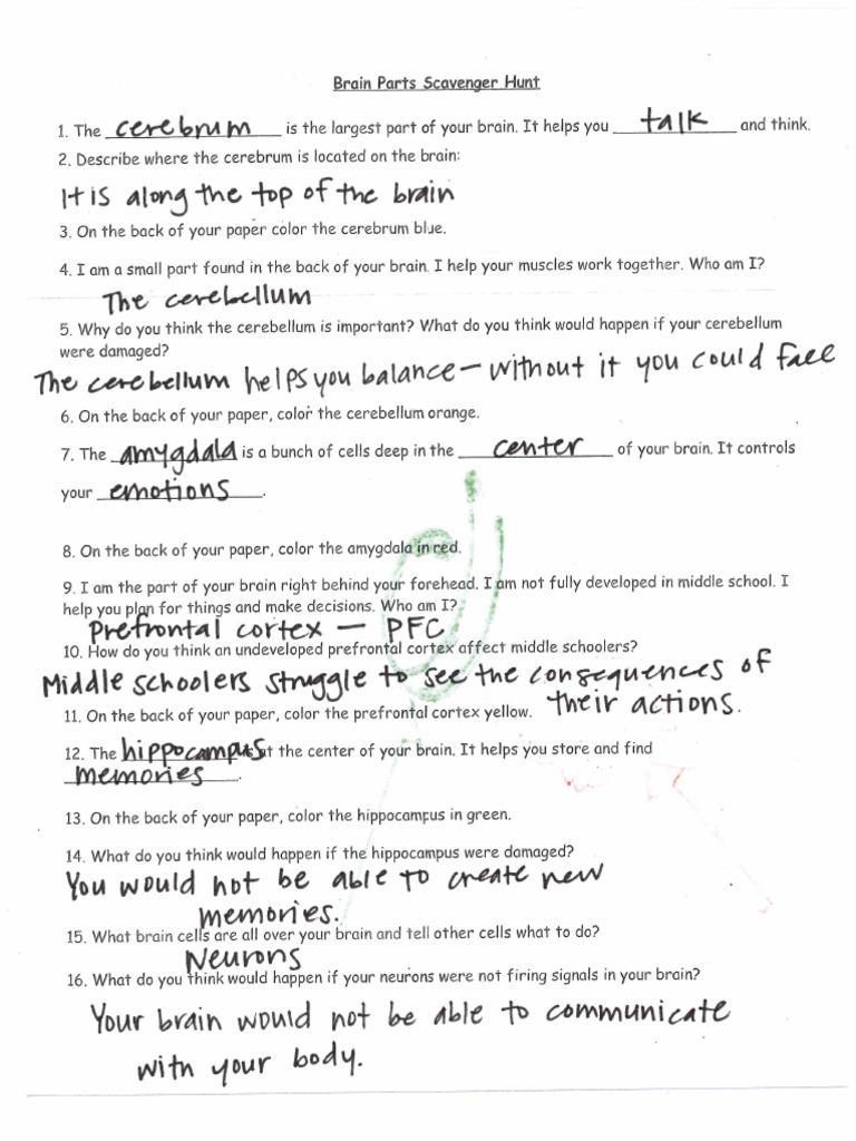 Brain Scavenger Hunt Key | PDF