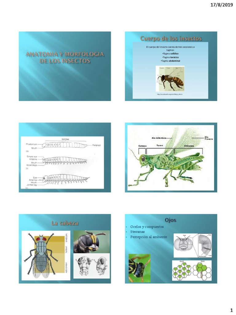 Anatomia y Morfologia de Los Insectos.1 | PDF | Insectos y humanos ...