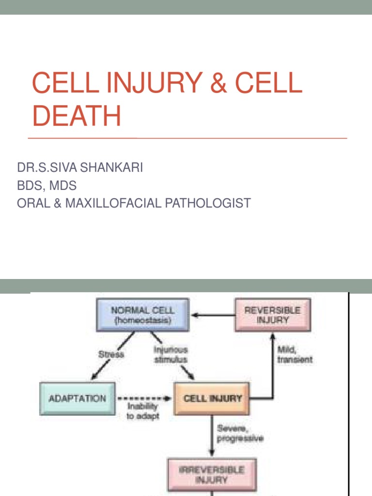 Cell Injury & Cell Death | PDF | Necrosis | Amyloid