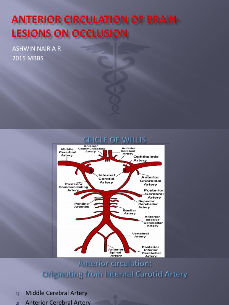 Anterior Circulation of Brain | PDF