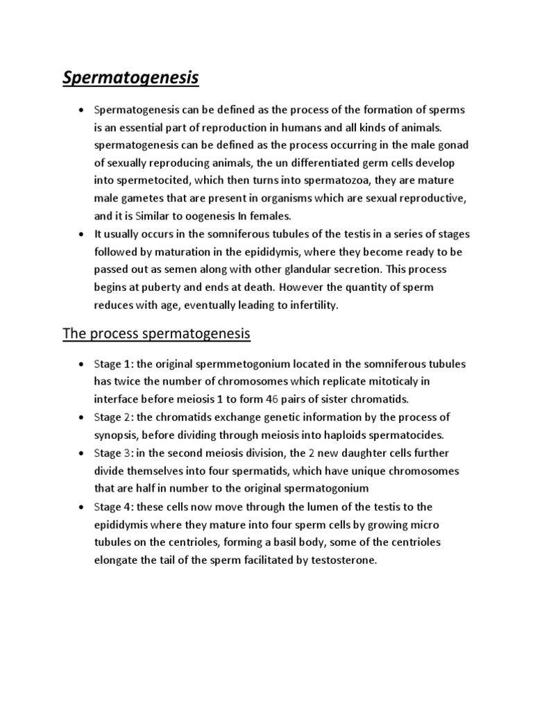 The Process Spermatogenesis | PDF | Mammal Reproductive System | Meiosis