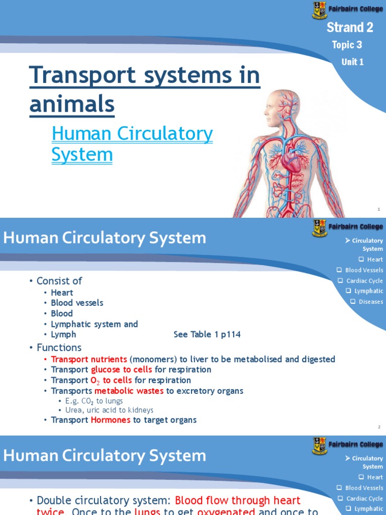 Transport Systems in Animals: Strand 2 | PDF | Heart Valve | Atrium (Heart)