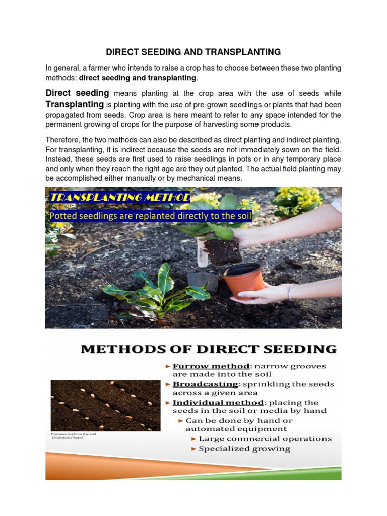 Direct Seeding and Transplanting | PDF | Sowing | Seed