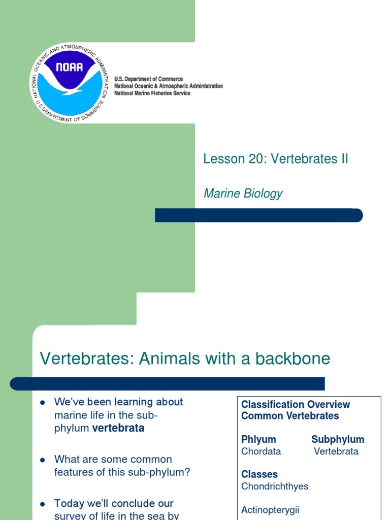 Marine Mammals: Classification & Features | PDF | Whales | Cetacea