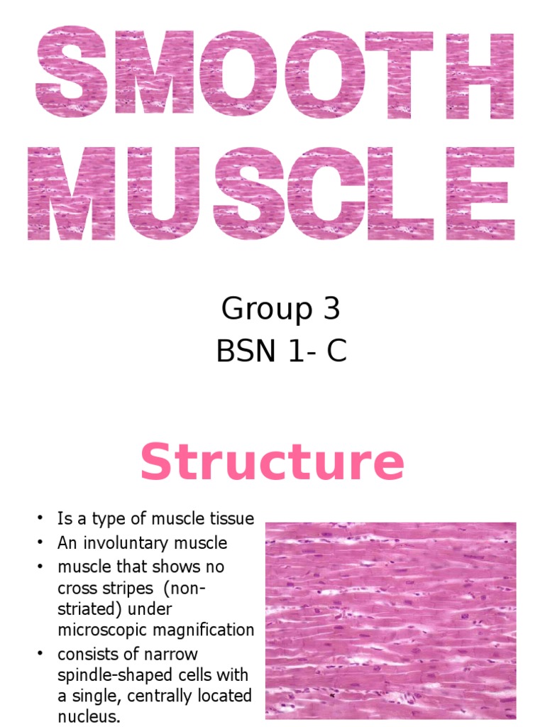Smooth Muscle | PDF | Artery | Animal Anatomy