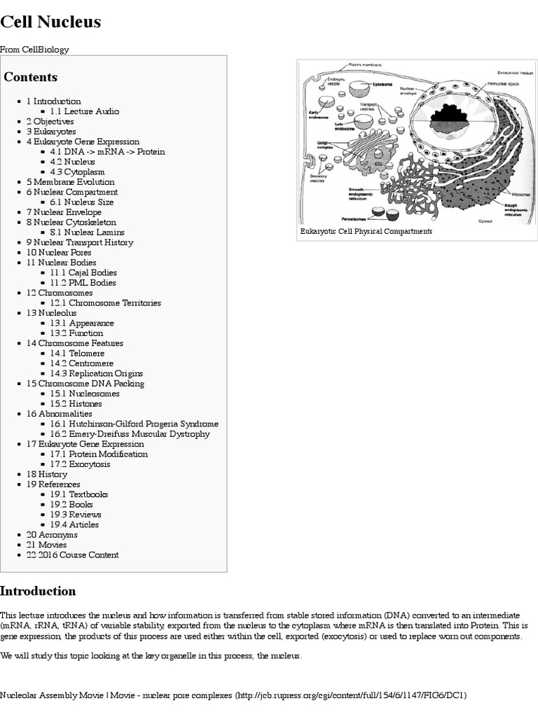 Lecture 2016 - Cell Nucleus | PDF | Cell Nucleus | Chromosome