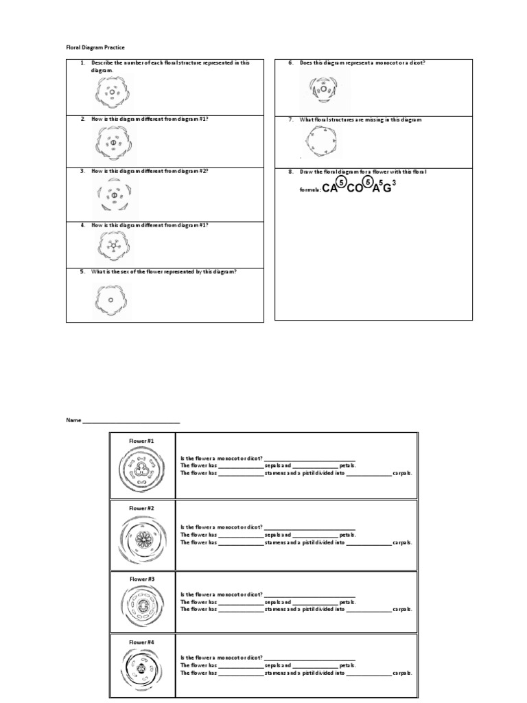 Floral Diagram Practice OK | PDF | Petal | Flowers