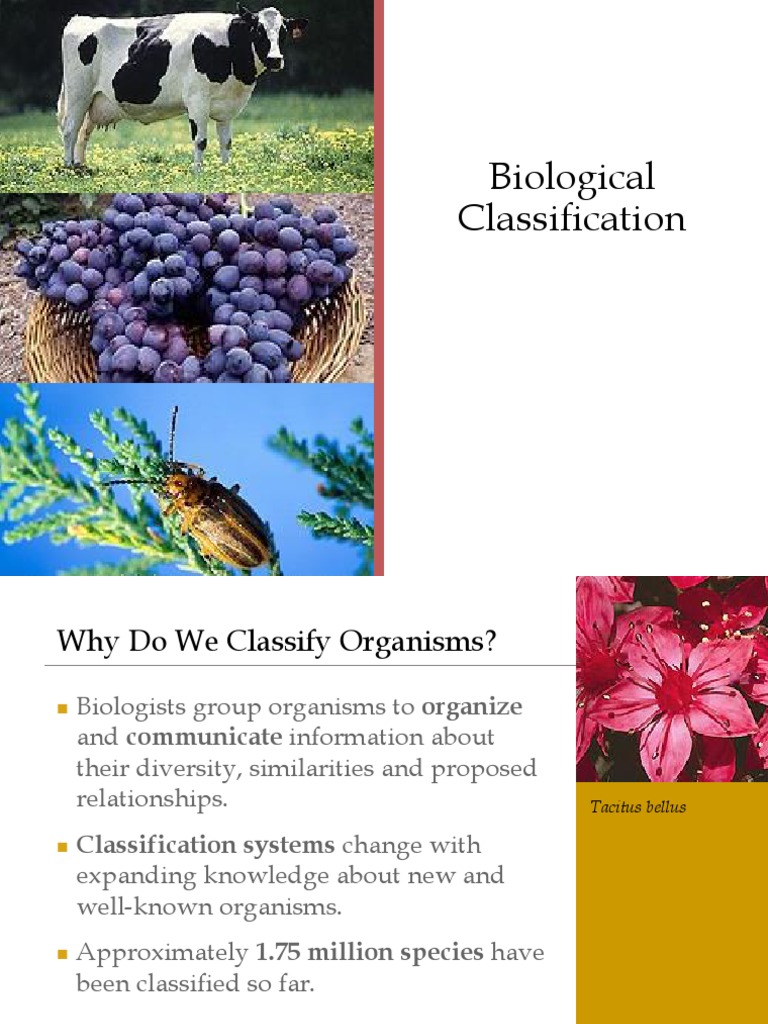 Classification Lecture HB | PDF | Taxonomy (Biology) | Species