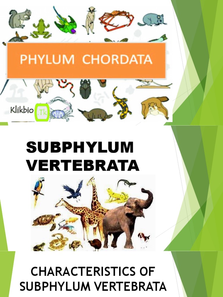Phylum Chordata | PDF | Fish | Amphibian