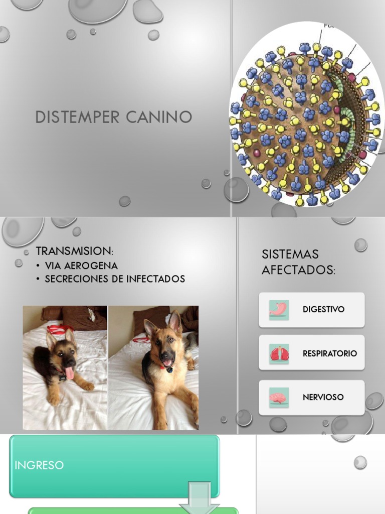 Distemper Canino: Sistemas y Síntomas | PDF
