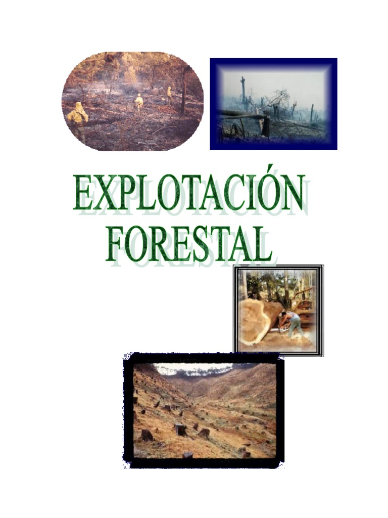 Explotacion Forestal | PDF | Los bosques | Selva