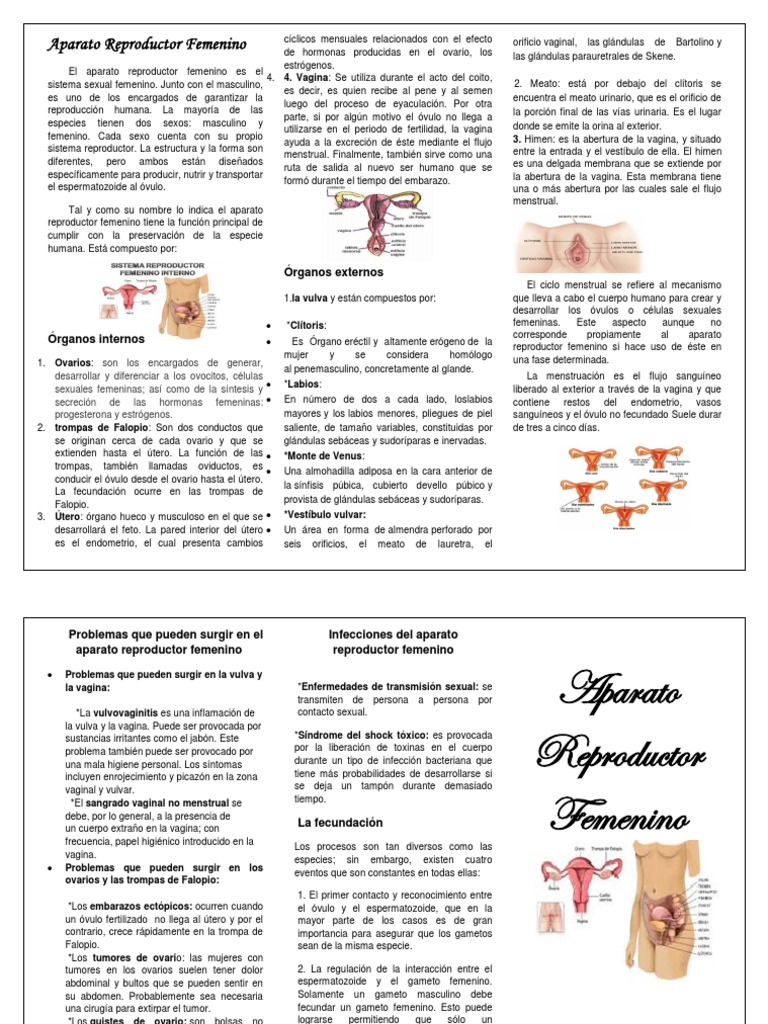Aparato Reproductor Femenino TRIPTICO | PDF | Vagina | Ciclo menstrual