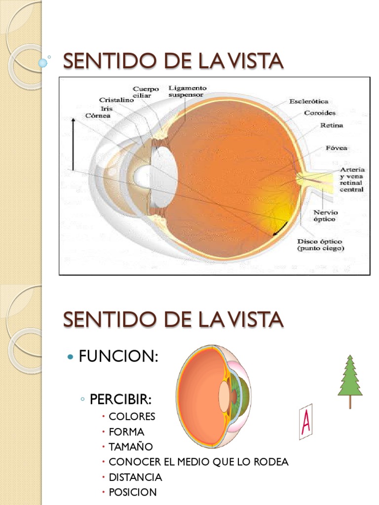 Sentido de La Vista | PDF | Ojo humano | Percepción visual