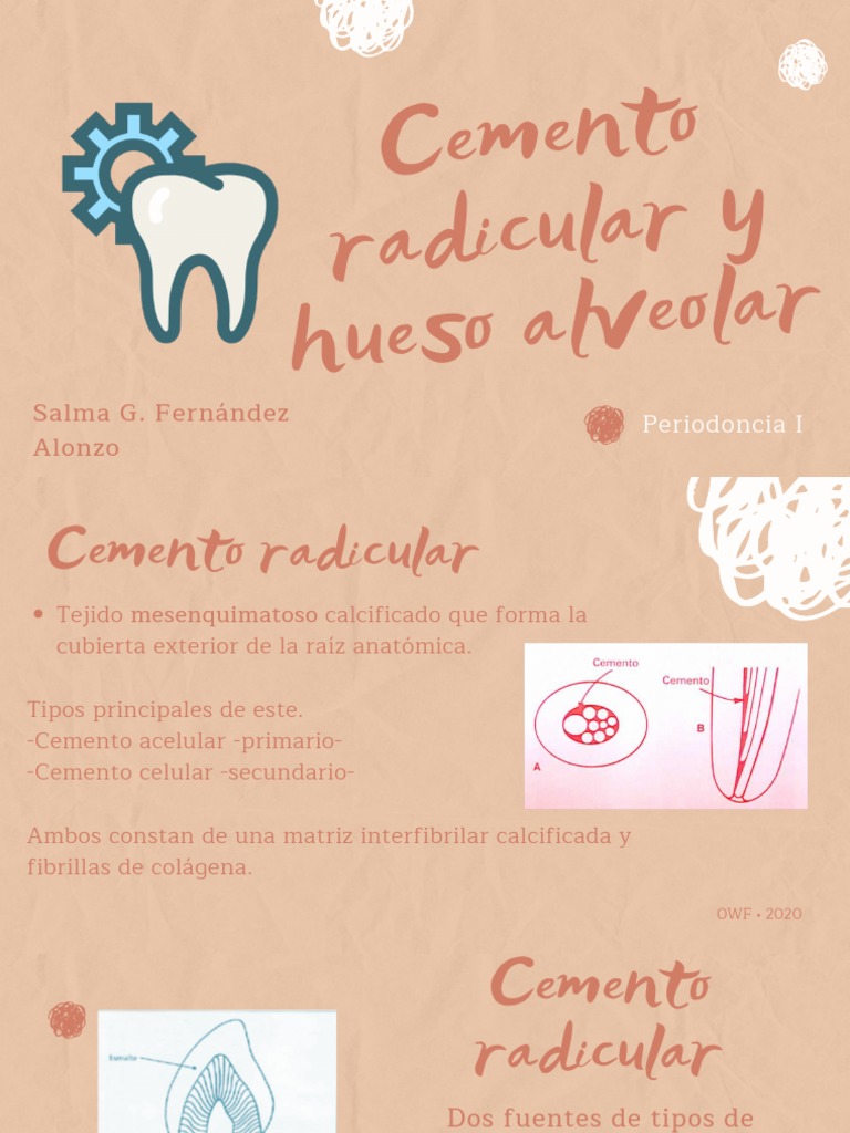 Tipos de cemento radicular y hueso alveolar | PDF | Hueso | Diente