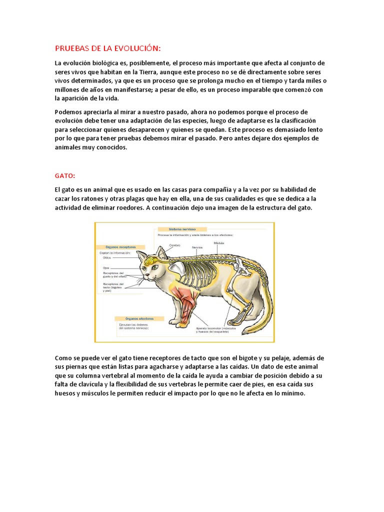 Evidencias anatómicas y evolutivas en animales que demuestran la teoría ...