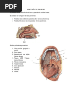 Triangulo de Farabeuf | PDF | Anatomía humana | Cabeza y cuello humanos