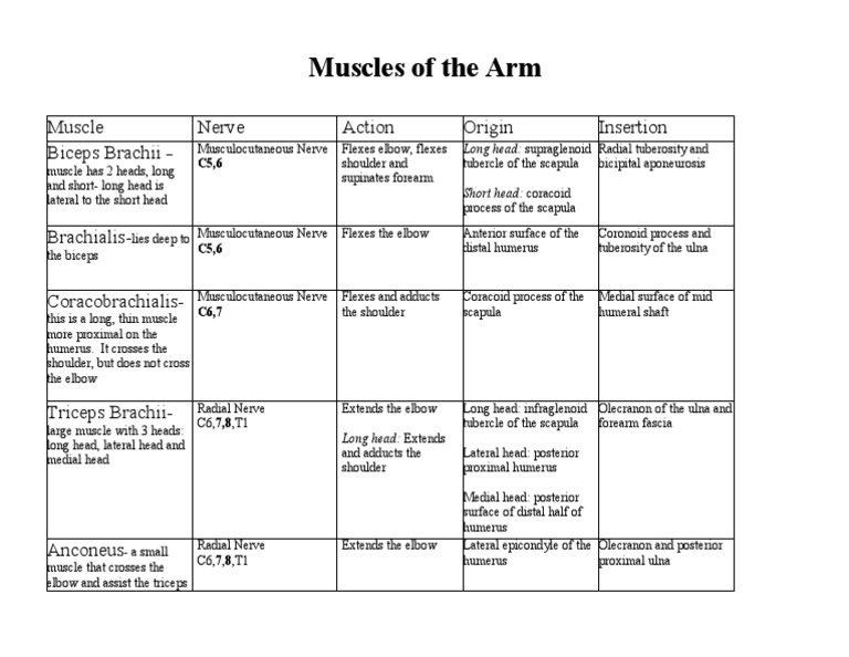 Arm Muscle Chart | PDF | Elbow | Arm