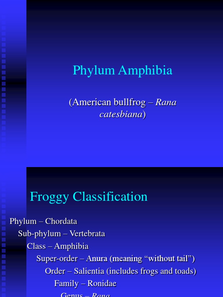 Phylum Amphibia: (American Bullfrog - Rana | PDF | Amphibian | Frog