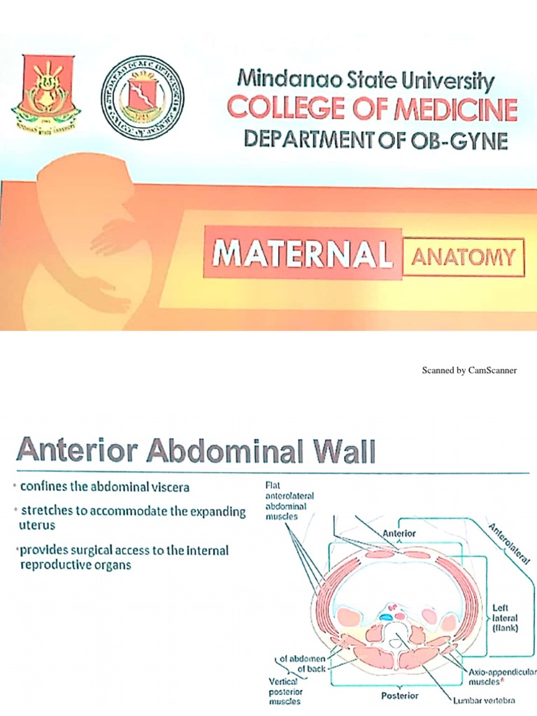 Maternal Anatomy | PDF