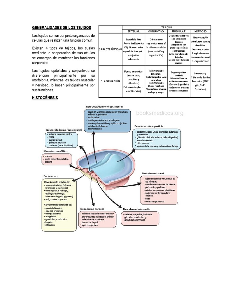 Generalidades de Los Tejidos | PDF | Epitelio | Tejido conectivo