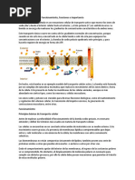 Función y Mecanismo de Bombas de Calcio | PDF | Calcio | Membrana celular