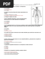 Prueba sobre sistemas óseo, muscular y nervioso | PDF | Hueso | Sistema ...